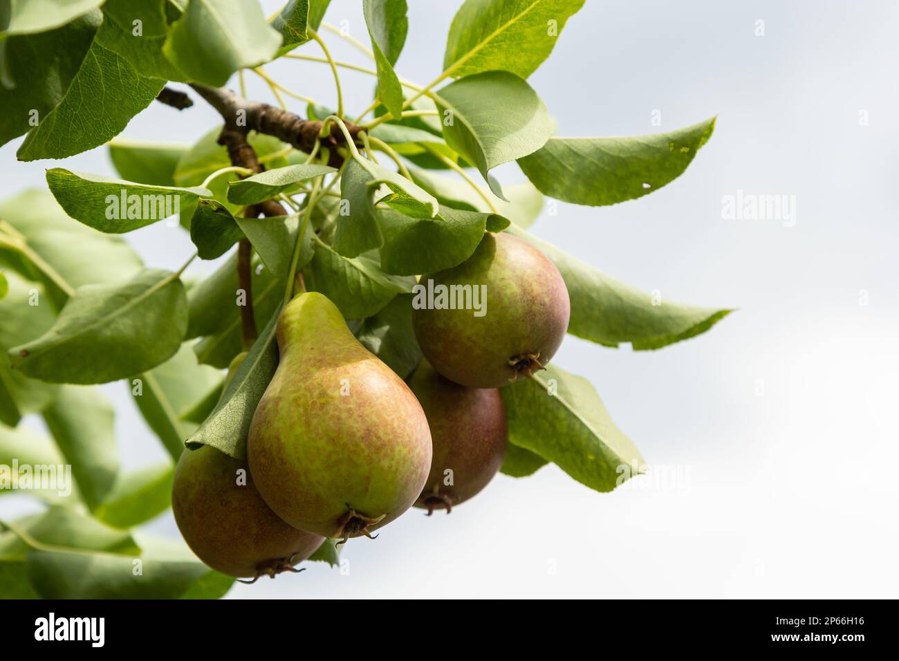 A bunch of pears in the tree. Benefits of pears. Blue sky Background ...