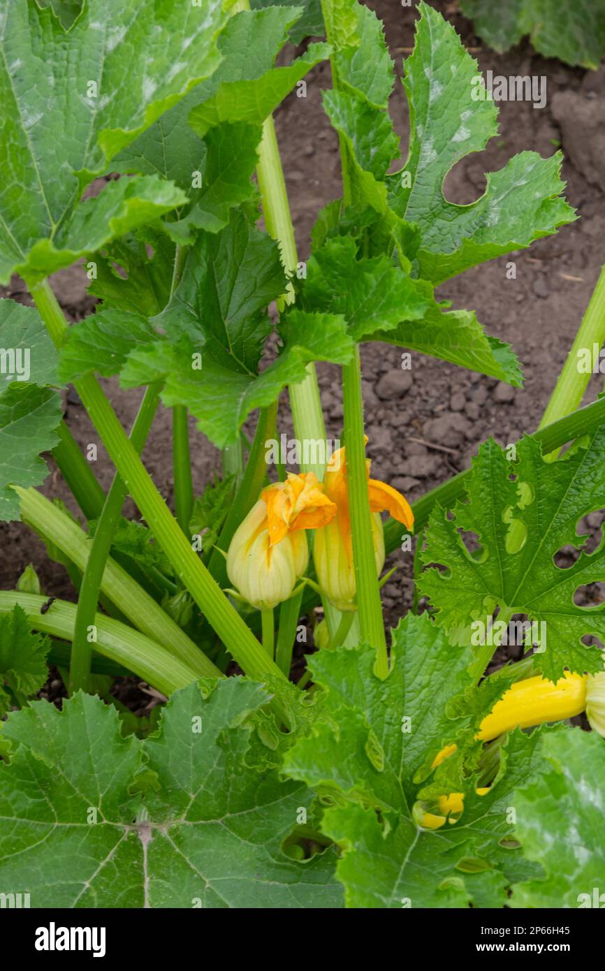 Zucchini abundantly bloom and bear fruit, providing a constant supply ...