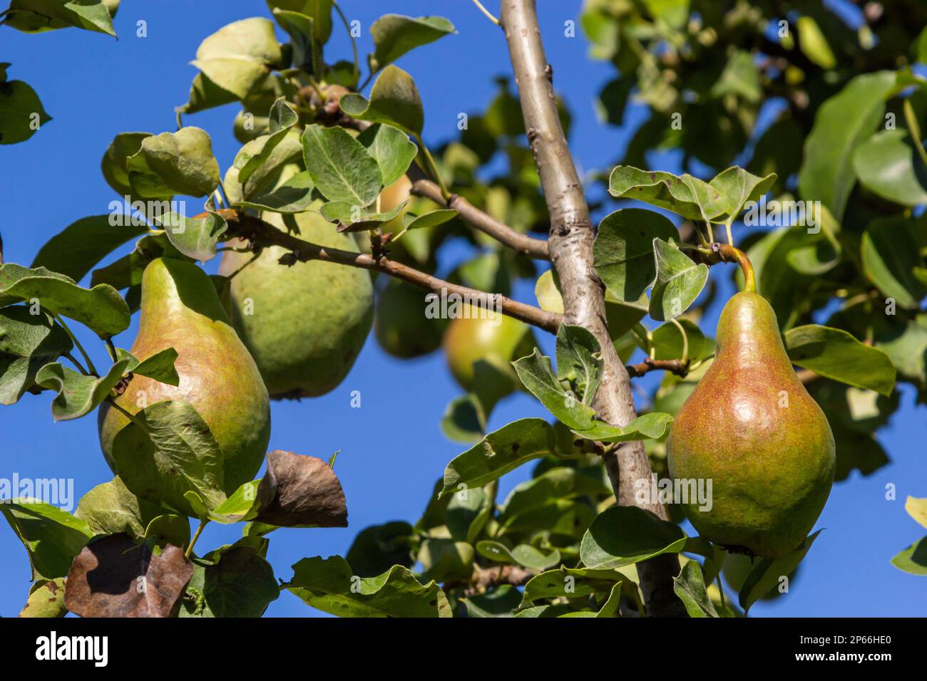 Pear tree Pyrus communis. Ripe pears on a tree in a garden. Close up ...