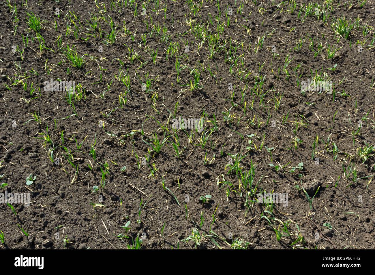Young sprouts of sprouted wheat on the open ground. Agricultural a ...