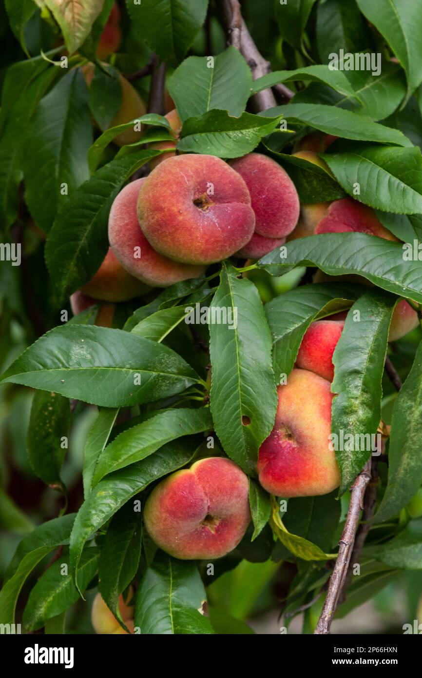 Branches with donut peaches and green leaves. Peach tree Stock Photo ...