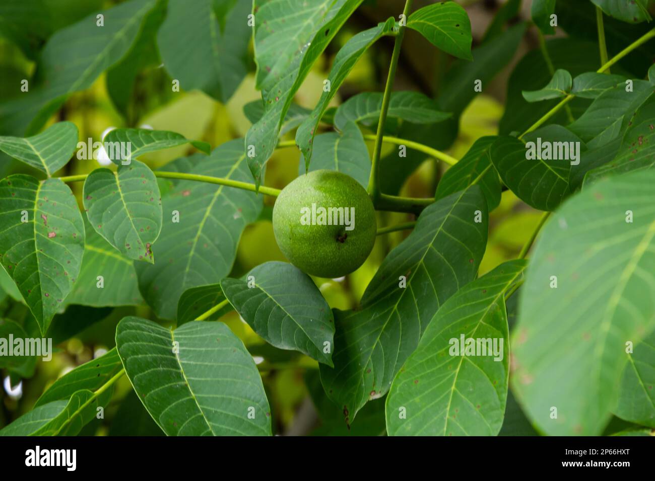 Green walnuts growing on a tree, close up Stock Photo - Alamy