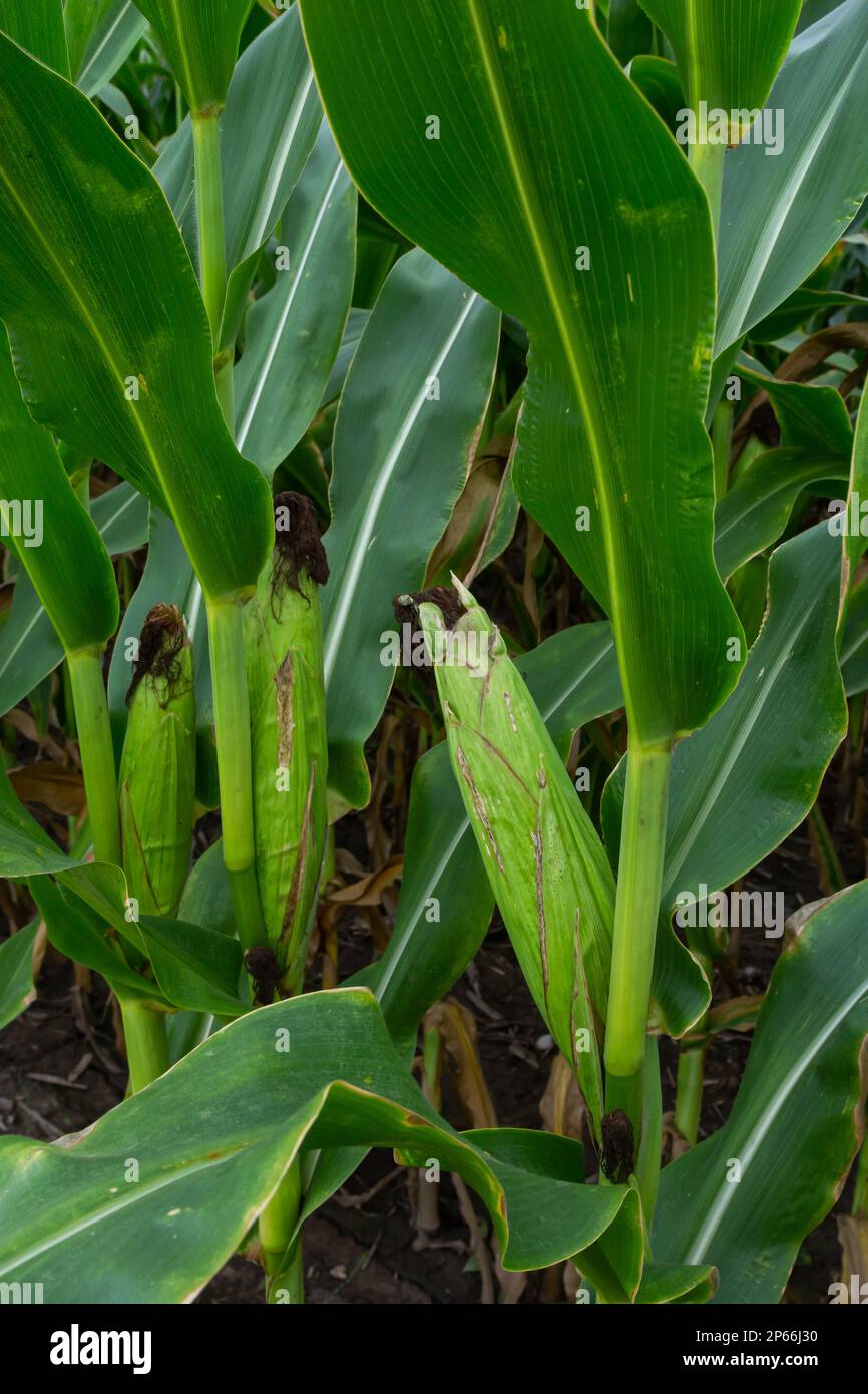 Corn cob in a corn plantation. Main focus is on the corncob. Young and ...