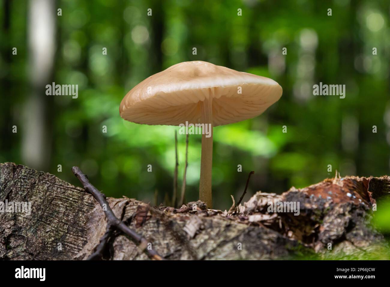 Edible mushroom Hymenopellis radicata or Xerula radicata on a mountain ...