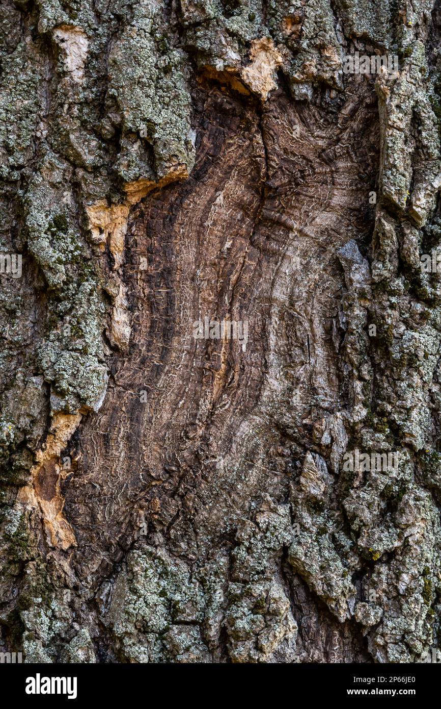 tree bark background. Brown tileable texture of the old tree Stock ...