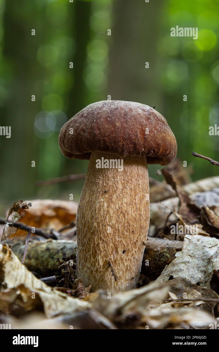 Boletus edulis or cep, edible wild mushroom in a forest Stock Photo - Alamy