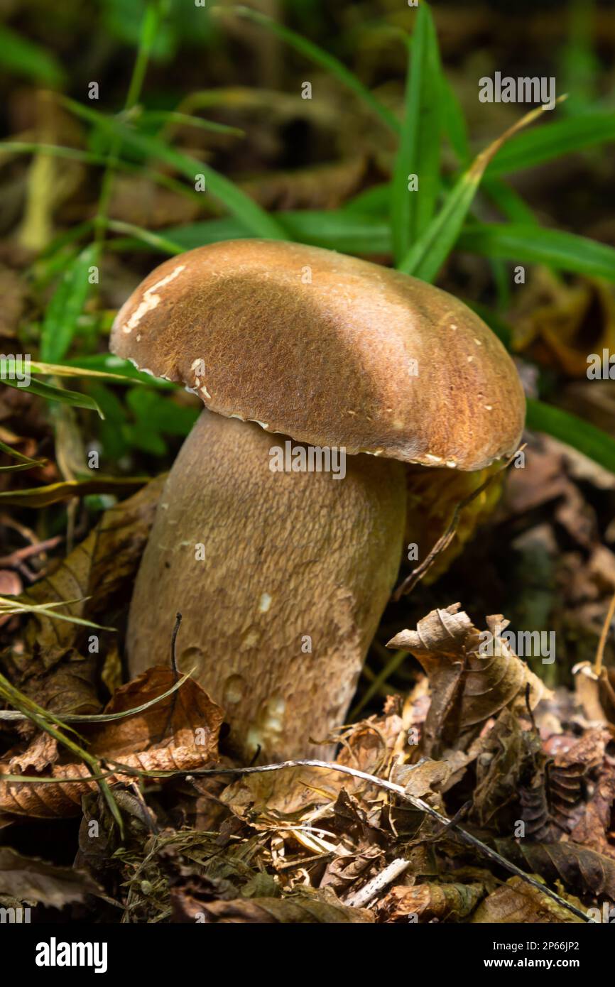 Boletus edulis or cep, edible wild mushroom in a forest Stock Photo - Alamy