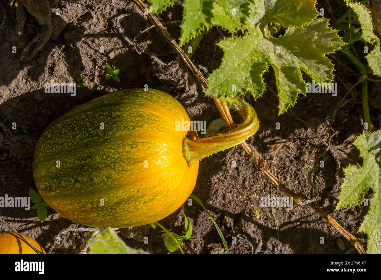 Buttercup squash - green sweet pumpkin in the garden, farm. Pumpkin ...