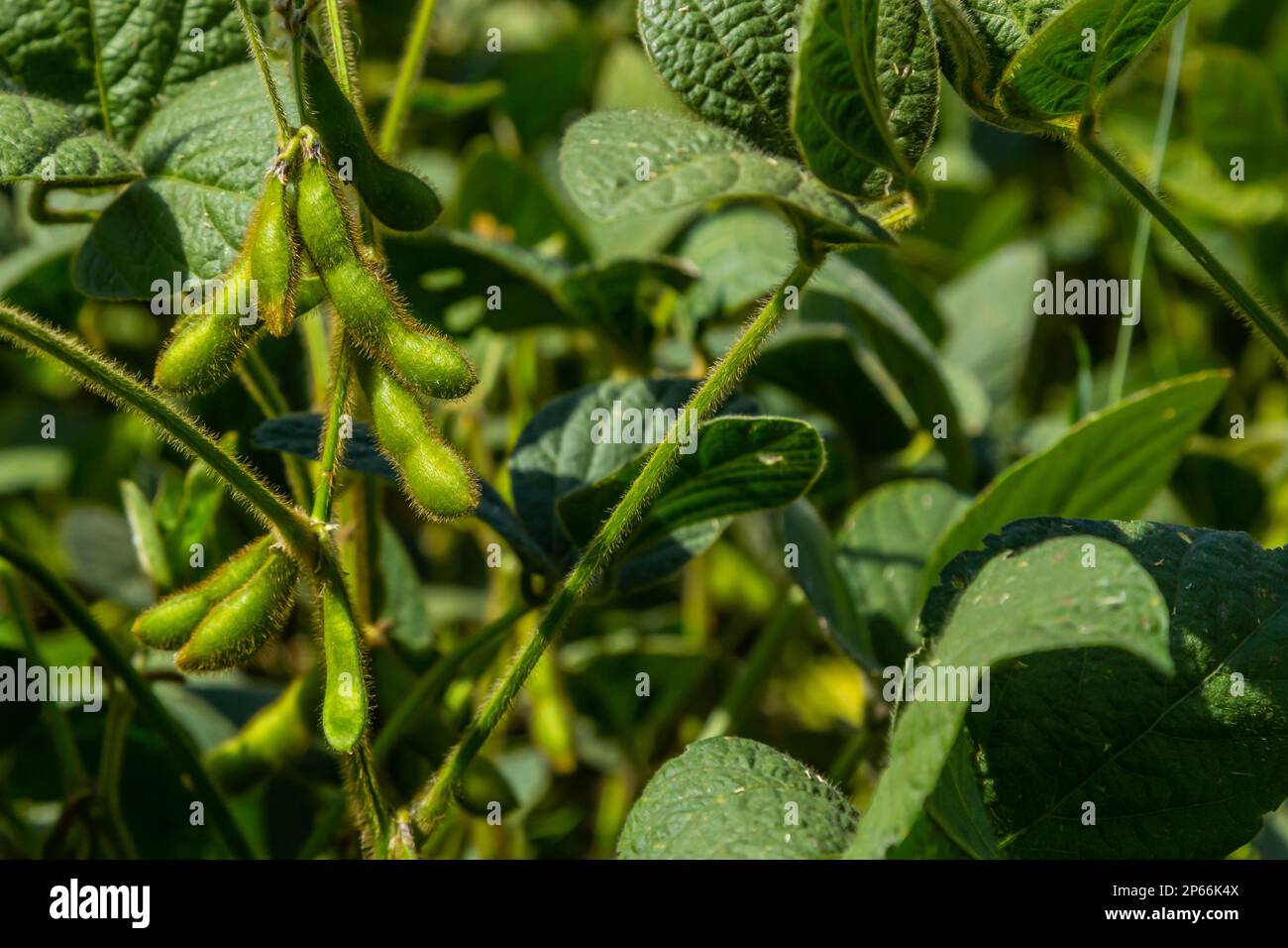 Soybean pods, close up. Agricultural soy plantation and sunshine. Soy ...