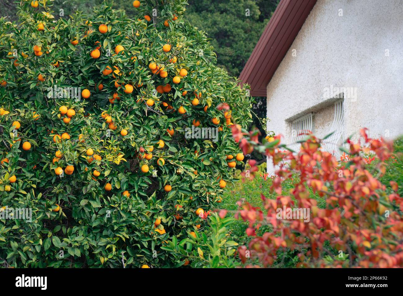 Tangerine tree full of ripe mandarins grows near a window of a villa ...