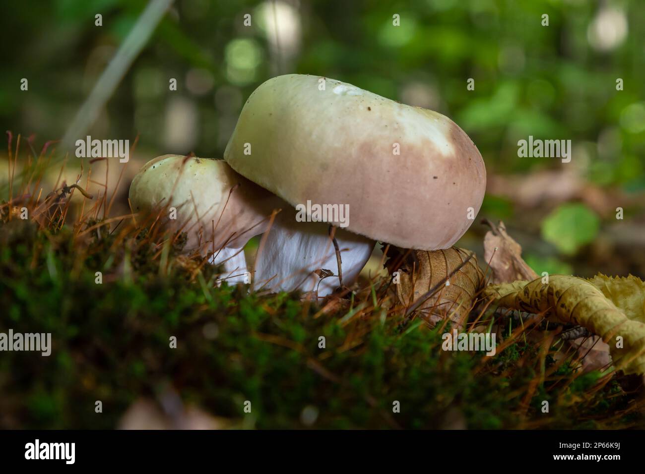 Russula xerampelina, also known as the crab brittlegill or the shrimp ...