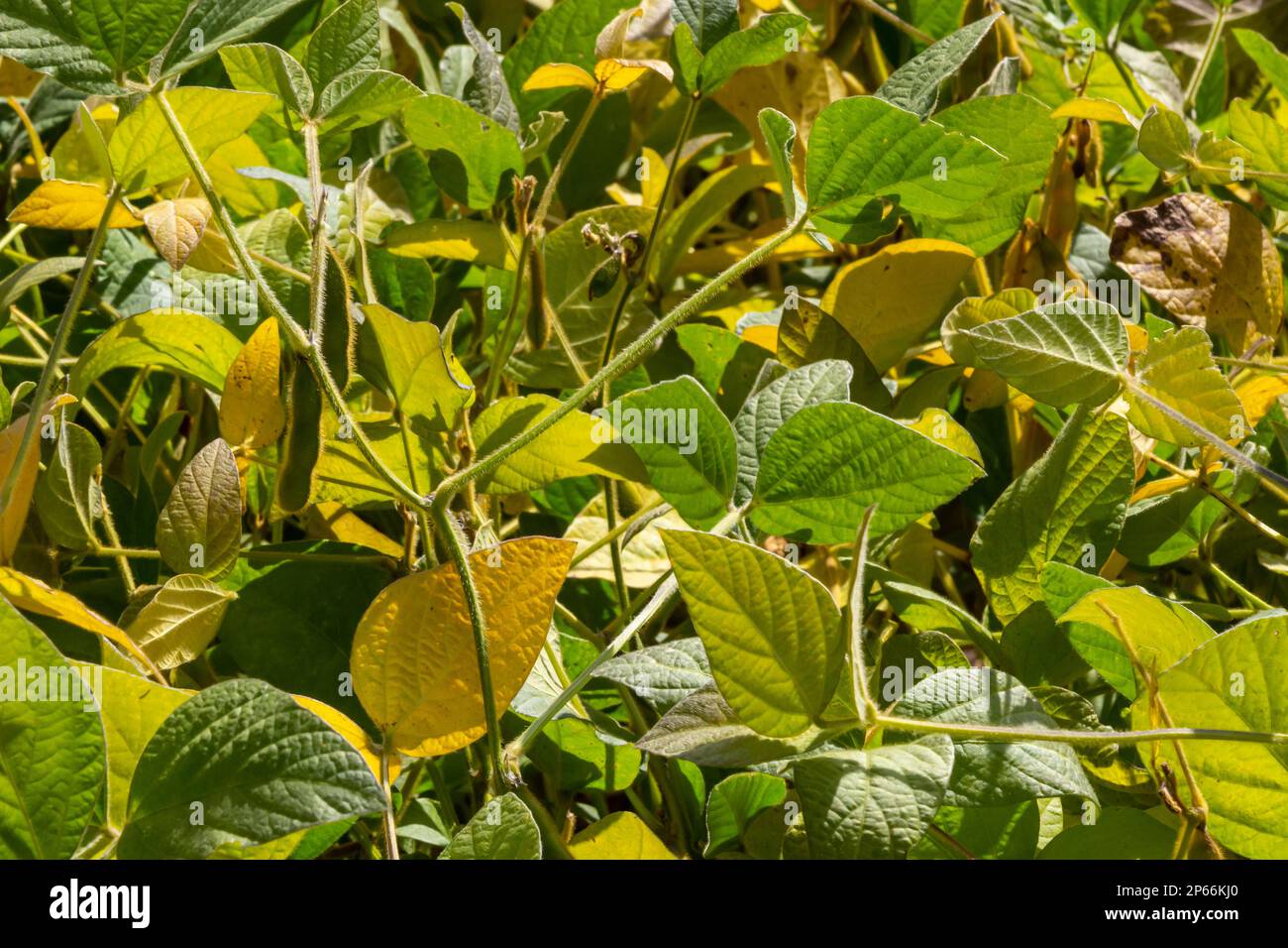 A soya field almost ready to be harvested on a farm in Rio Grande do ...