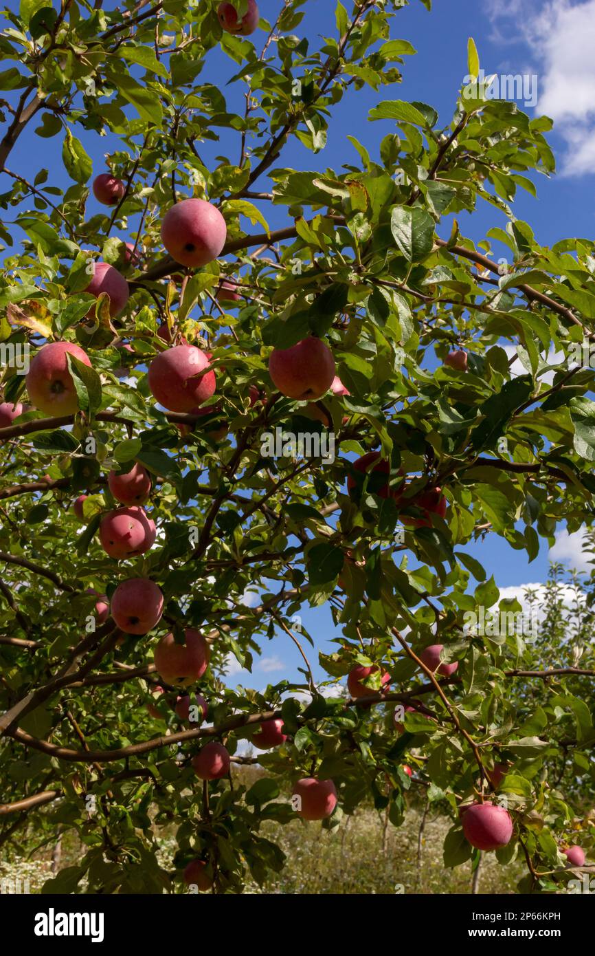 Autumn day. Rural garden. In the frame ripe red apples on a tree. It's ...