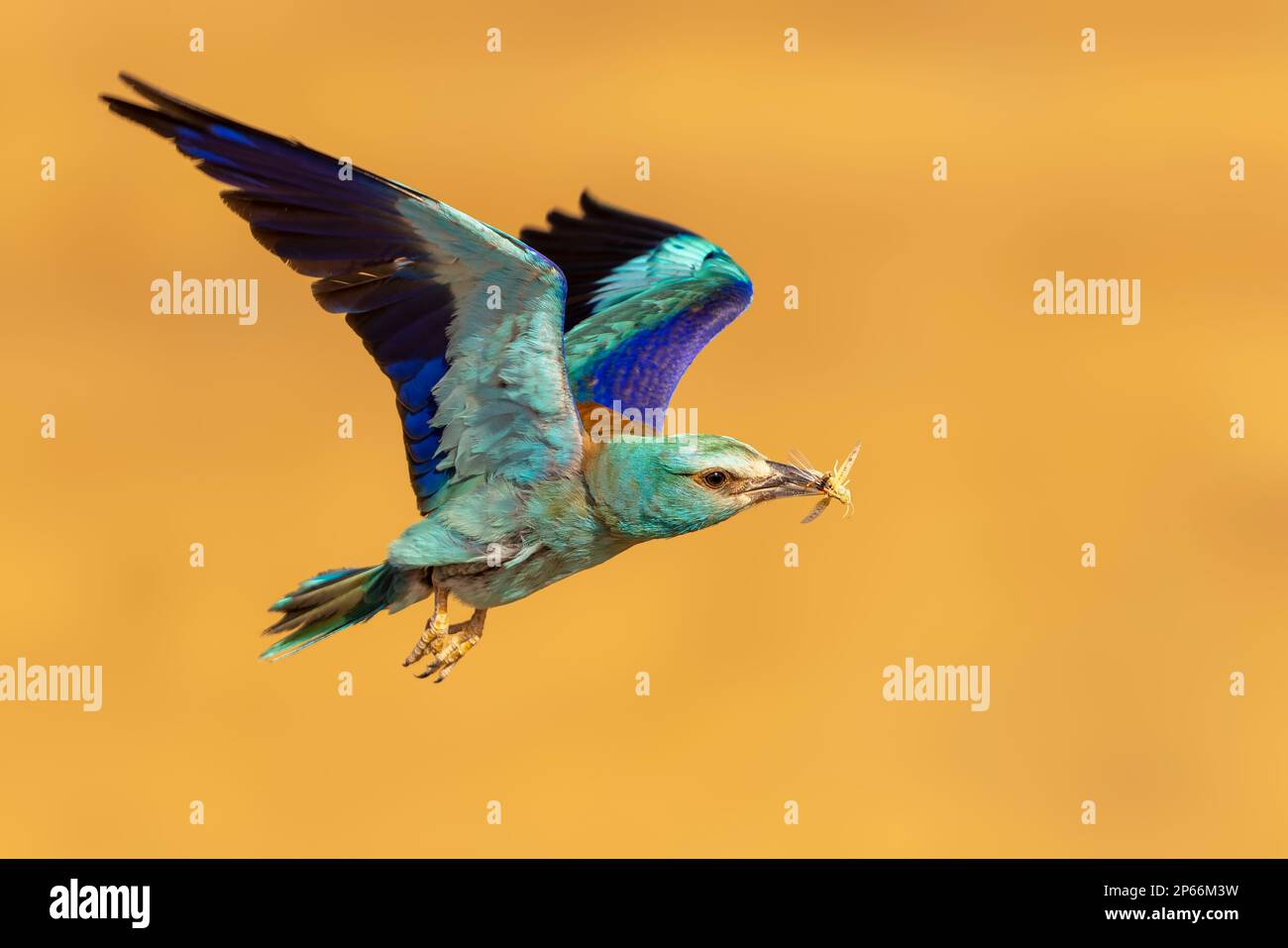 European Roller (Coracias garrulus) in flight with insect in beak ...