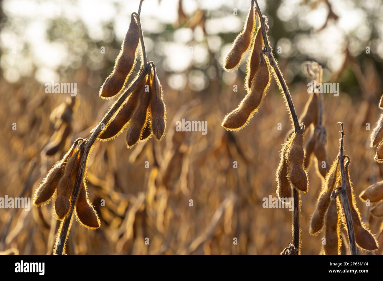 Soybean fields. Ripe golden-yellow soybean pods at sunset. Soybean ...