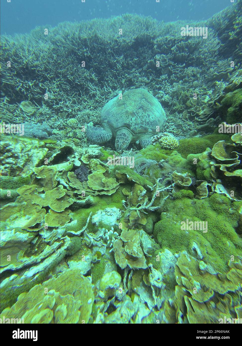 Full body shot of a turtle under water on the seabed surrounded by ...