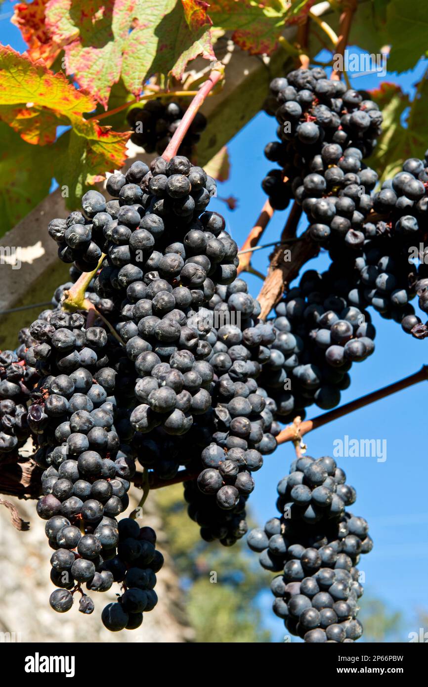 Switzerland, Canton Ticino, Tenero, vineyards Stock Photo - Alamy
