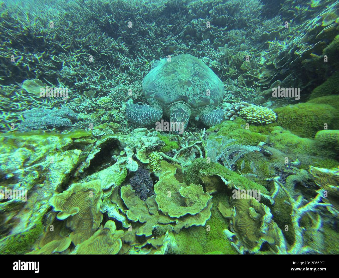 Full body shot of a turtle under water on the seabed surrounded by ...