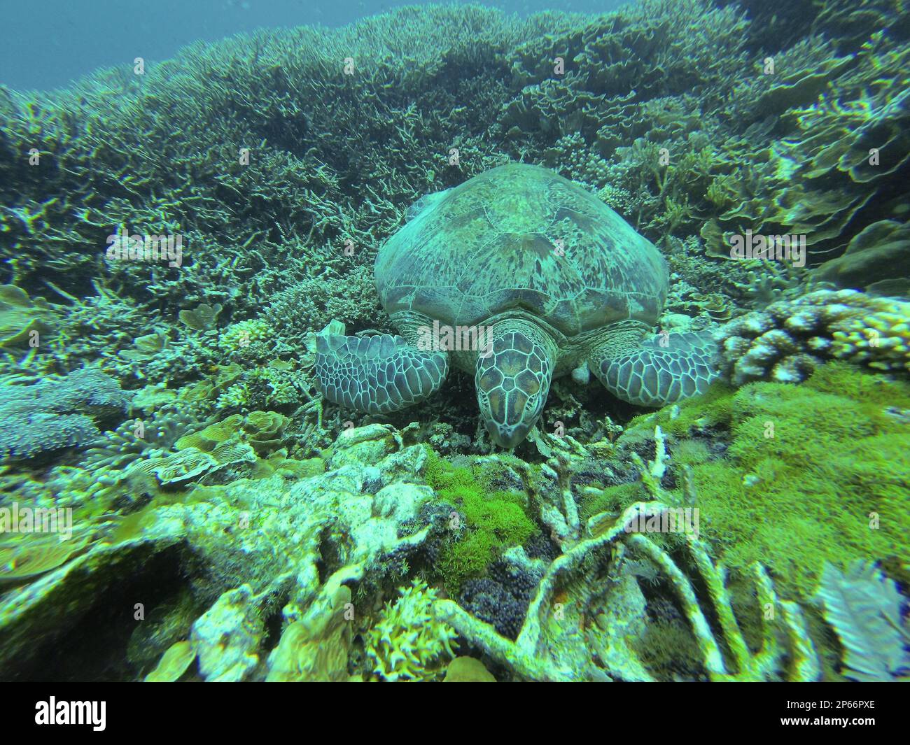 Full body shot of a turtle under water on the seabed surrounded by ...