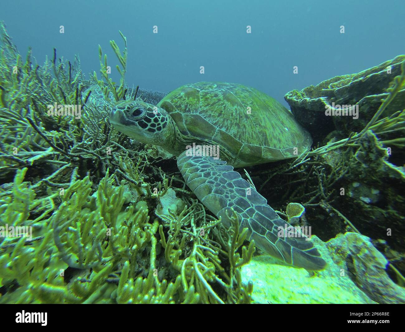 Full body shot of a turtle under water on the seabed surrounded by ...