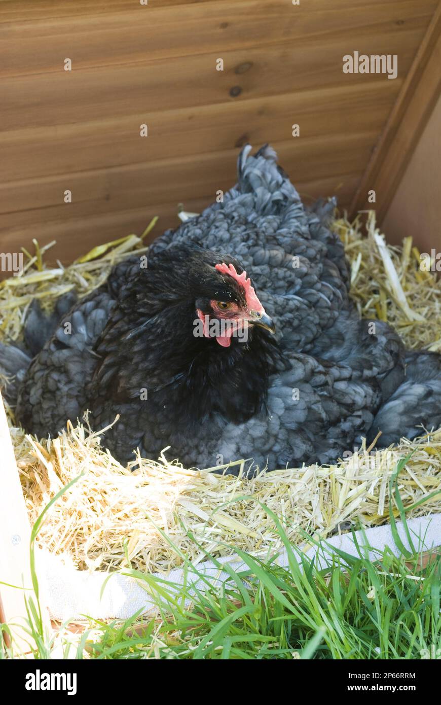 Hen pen hi-res stock photography and images - Alamy
