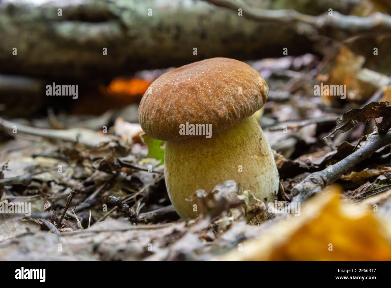 Penny bun fungus Boletus edulis growing in the forest Stock Photo - Alamy