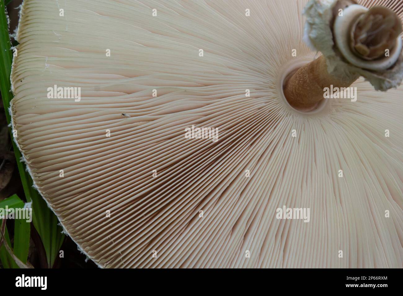 A view of the gills of the umbrella mushroom. Mushroom texture close-up ...