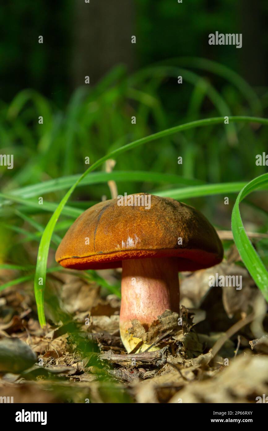 Boletus erythopus or Neoboletus luridiformis mushroom in the forest ...
