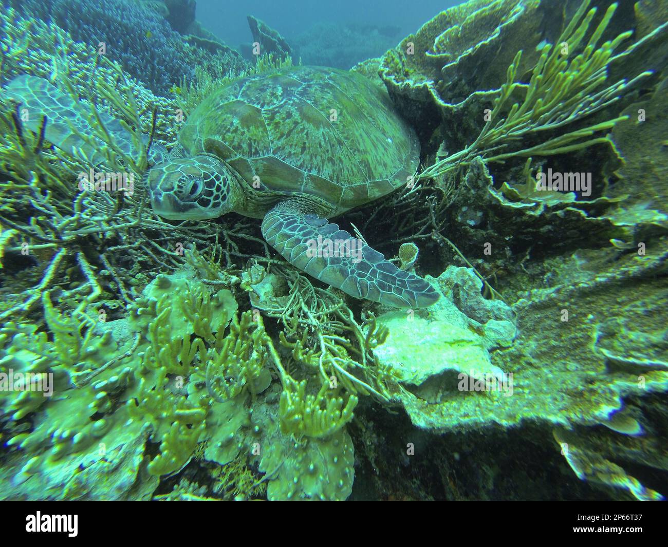 Full body shot of a turtle under water on the seabed surrounded by ...