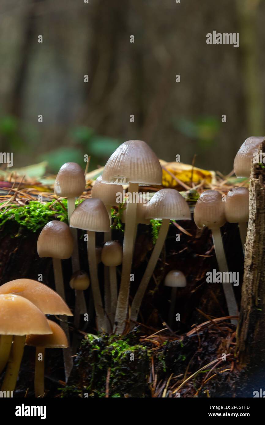 Clustered bonnet mycena inclinata hi-res stock photography and images ...