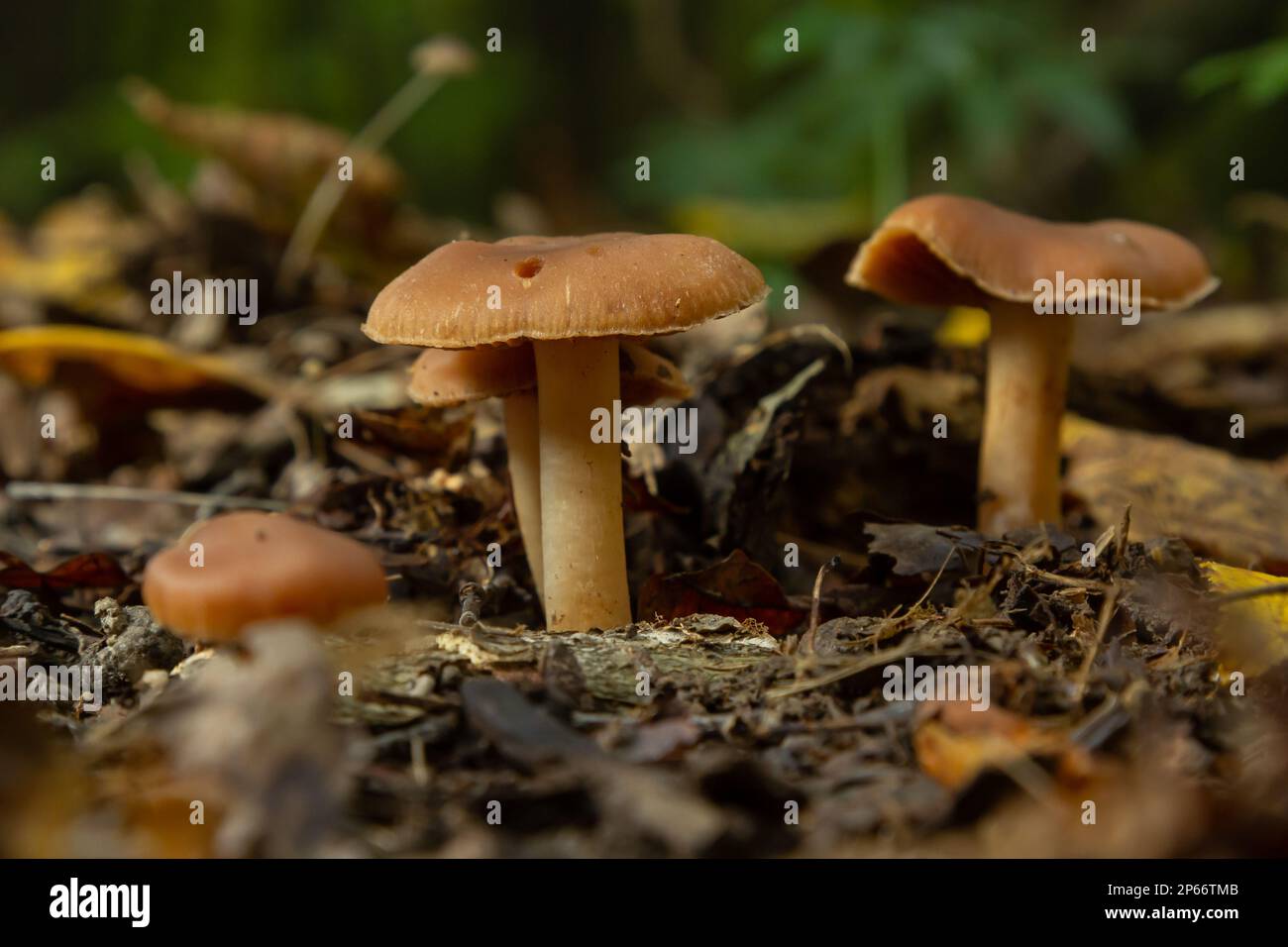 Gymnopus hariolorum mushrooms on the old stump Stock Photo - Alamy