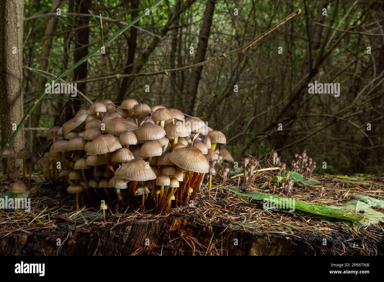 Clustered Bonnet Mycena inclinata growing on a mossy stump Stock Photo ...