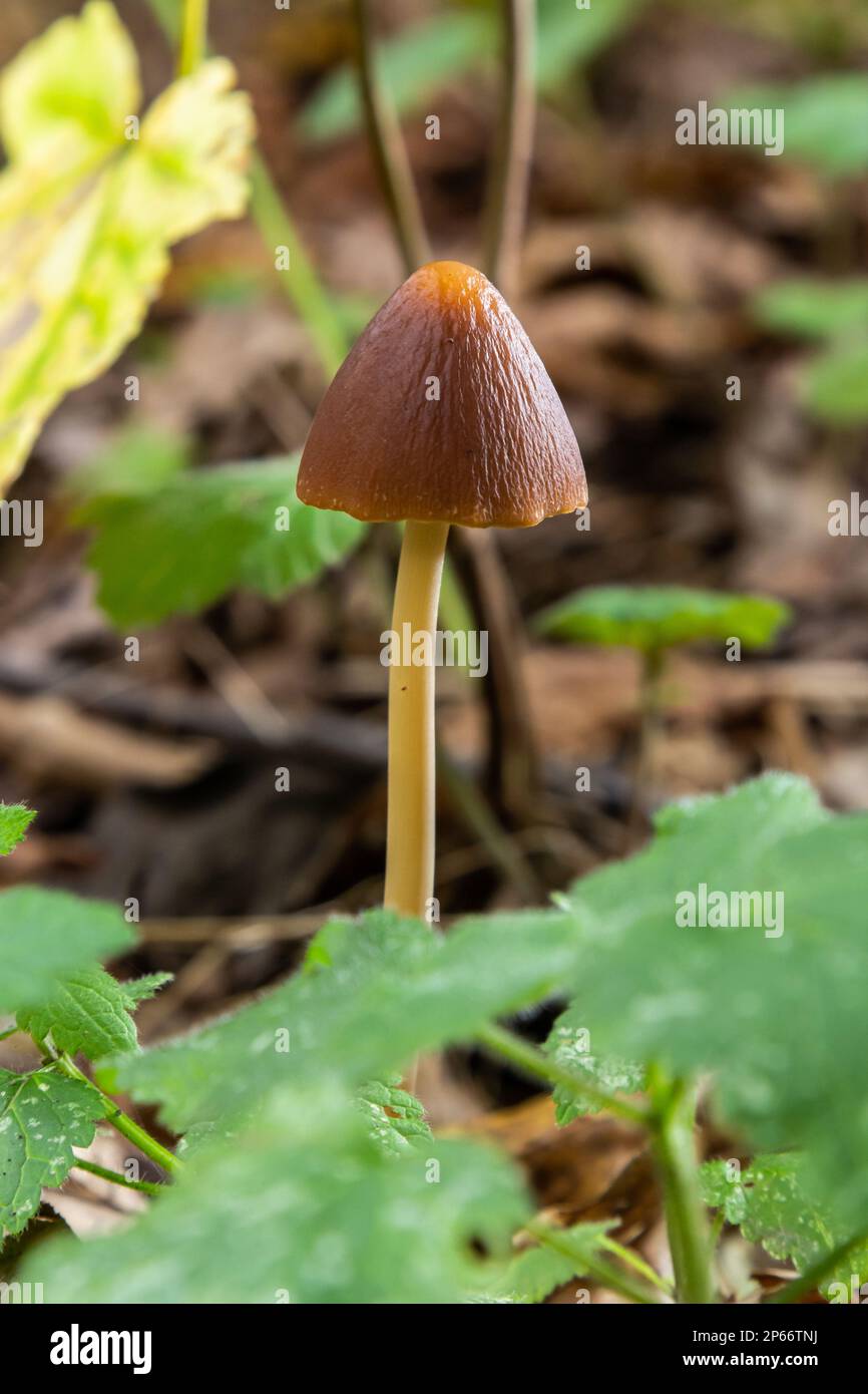A vertical closeup of a small brown mushroom Conocybe siliginea Stock ...