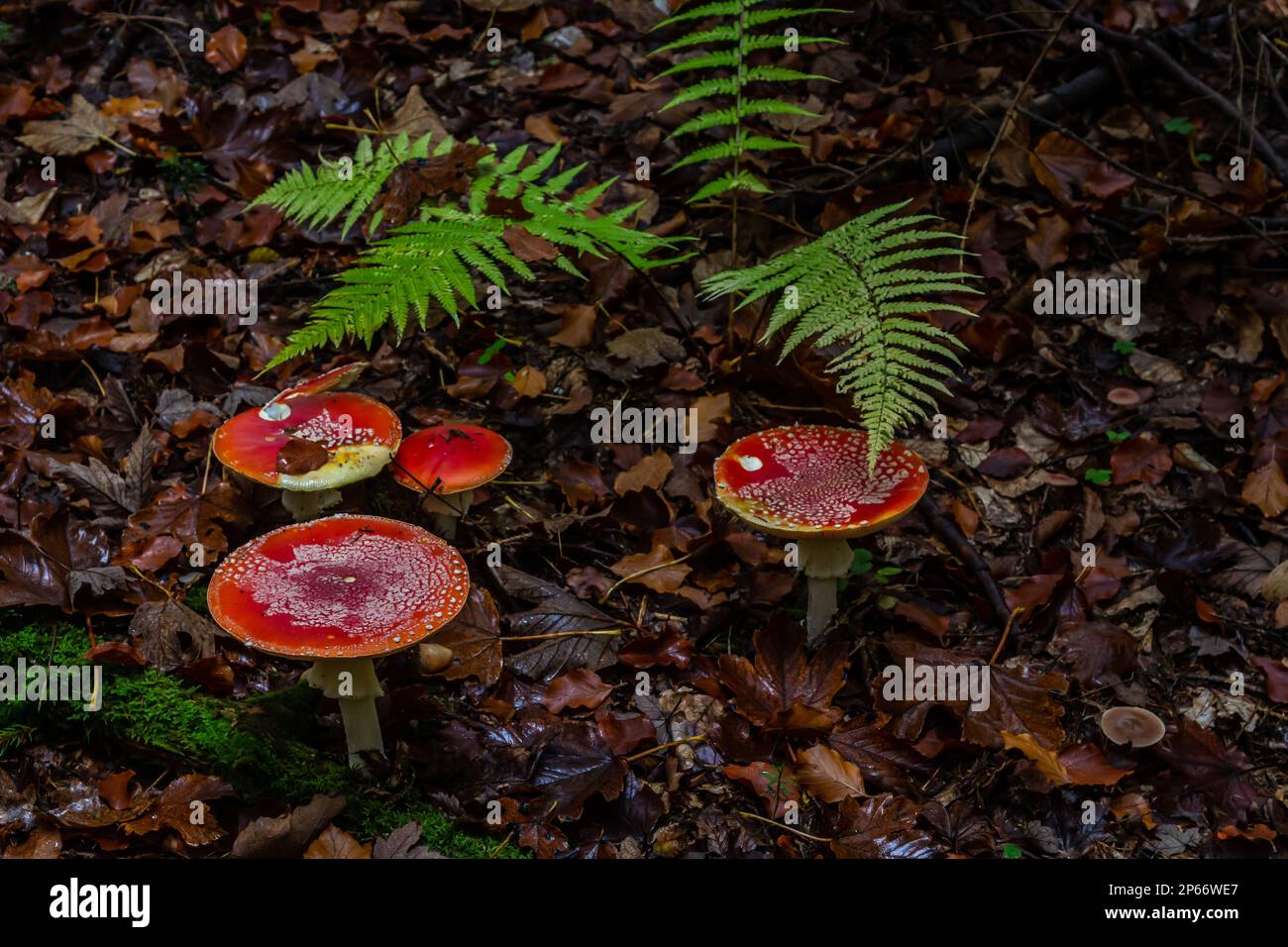 Red Wild Amanita Muscaria Mushroom. A red Amanita Muscaria mushroom ...