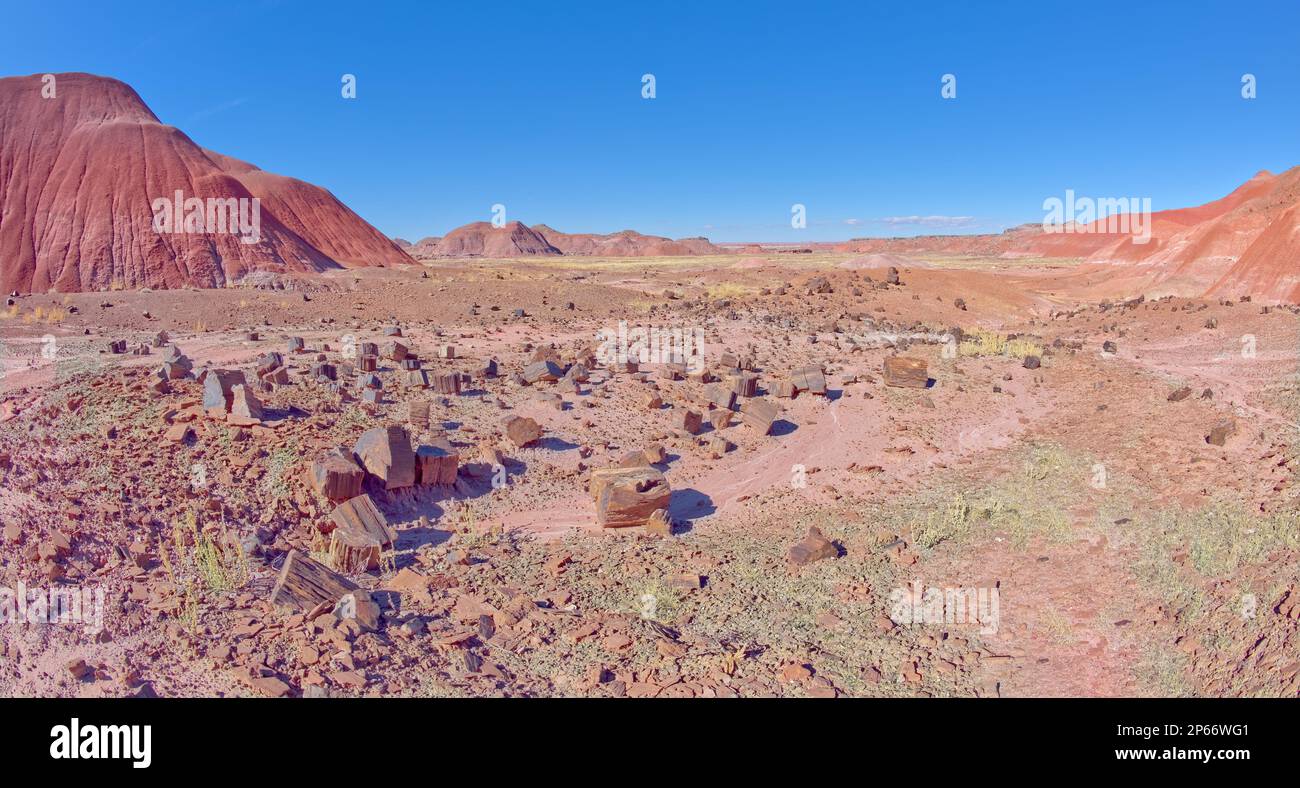 A field of shattered wood in Tiponi Canyon in Petrified Forest National ...