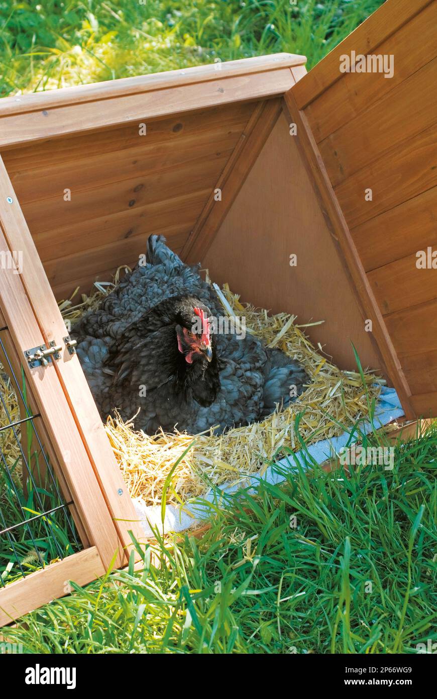 Hen pen hi-res stock photography and images - Alamy