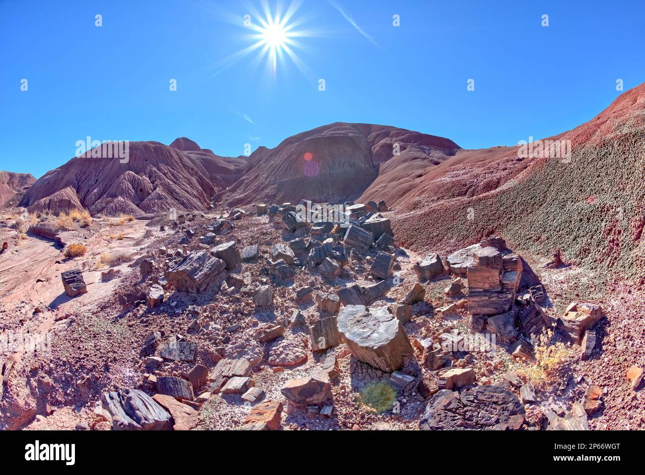 A field of shattered wood in Tiponi Canyon in Petrified Forest National ...