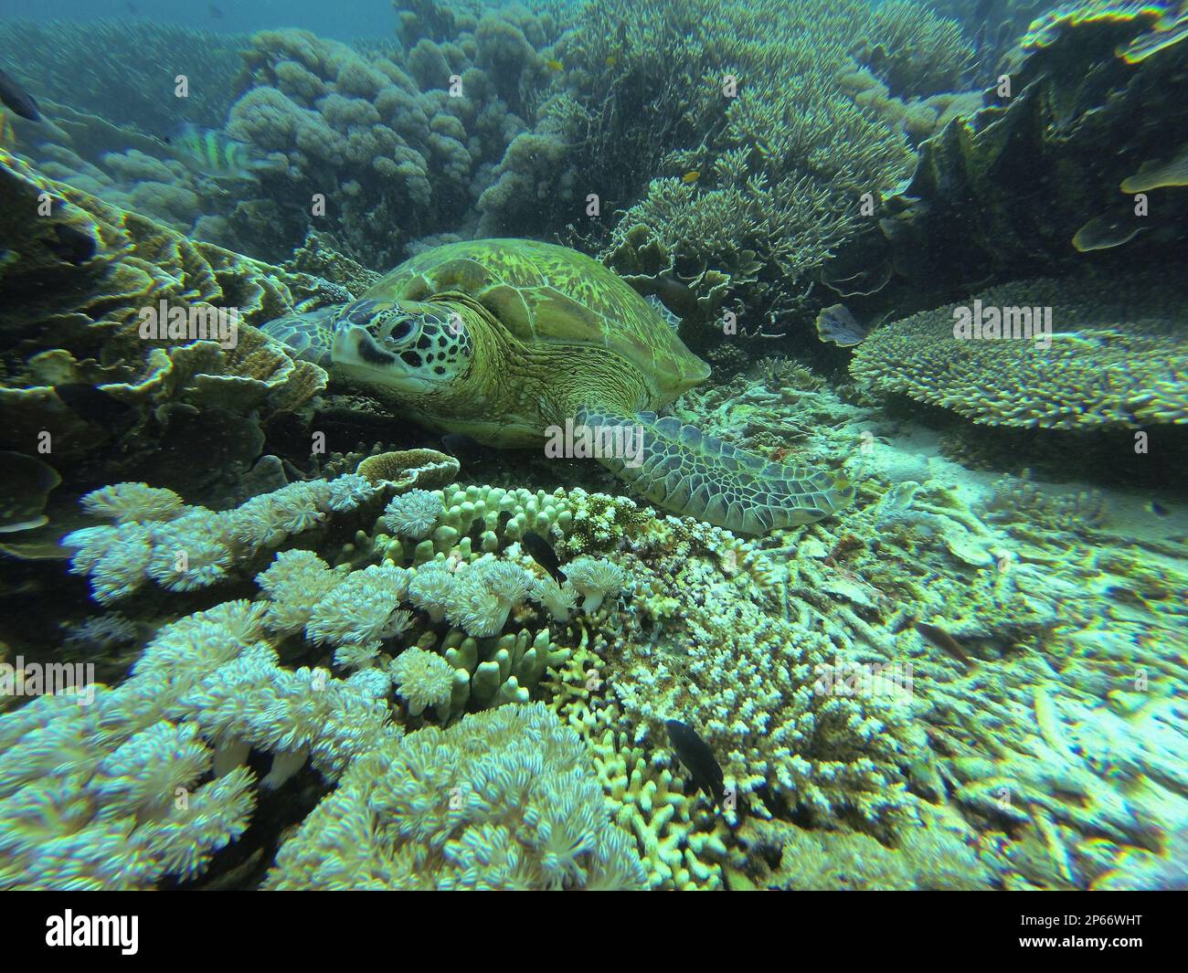 Full body shot of a turtle under water on the seabed surrounded by ...