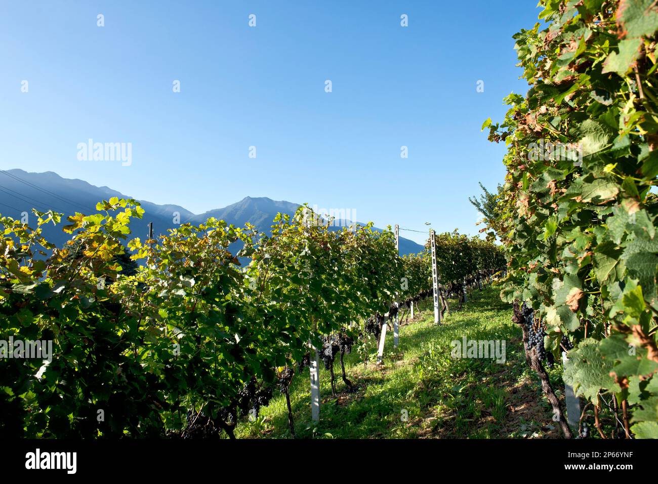 Switzerland, Canton Ticino, Tenero, vineyards Stock Photo - Alamy