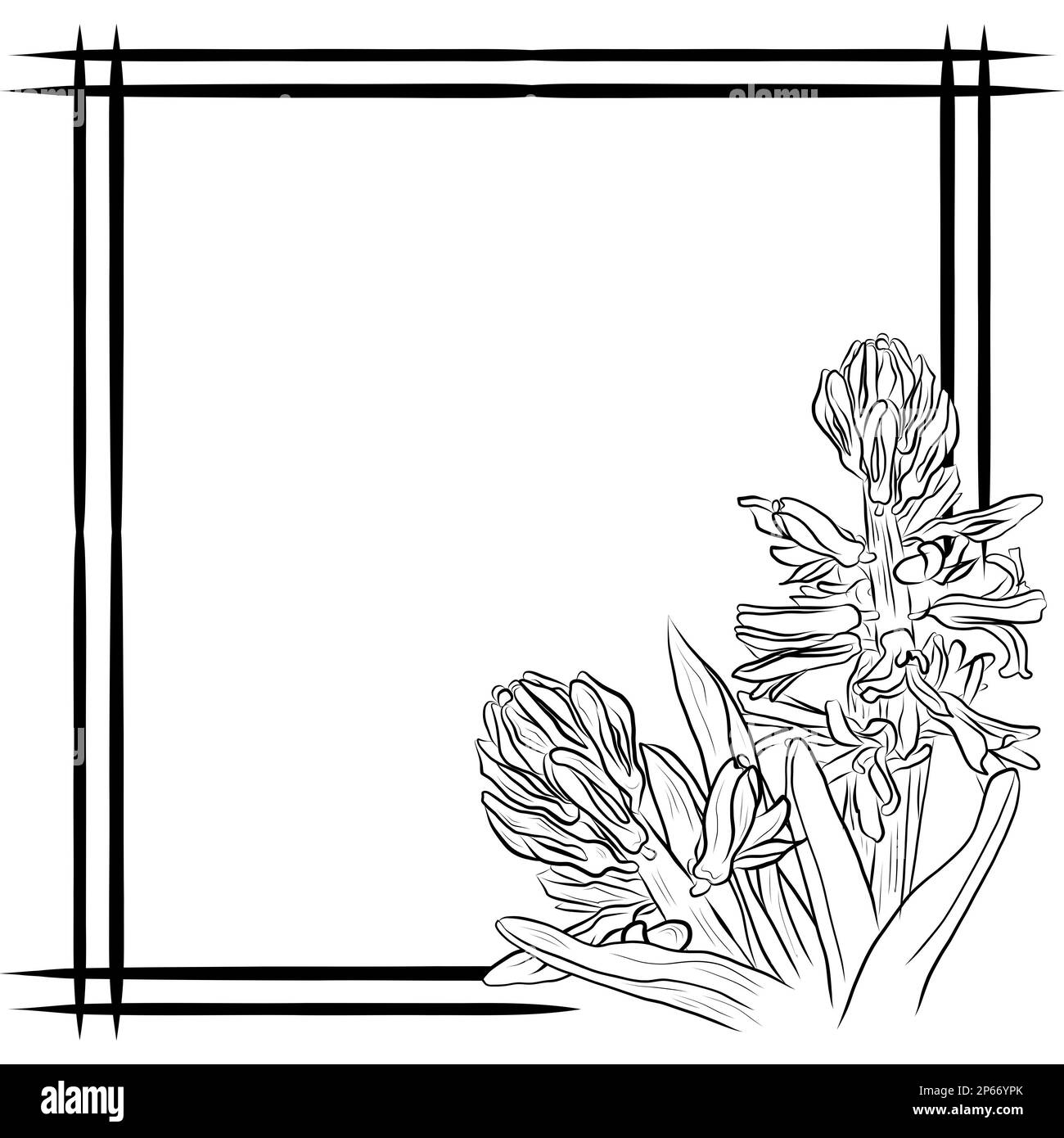 Spring primrose flowers Black and White Stock Photos & Images - Alamy