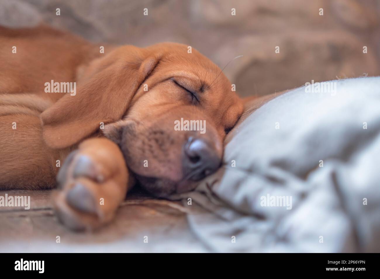 Broholmer dog breed puppy sleeping on the ground with his head on a ...