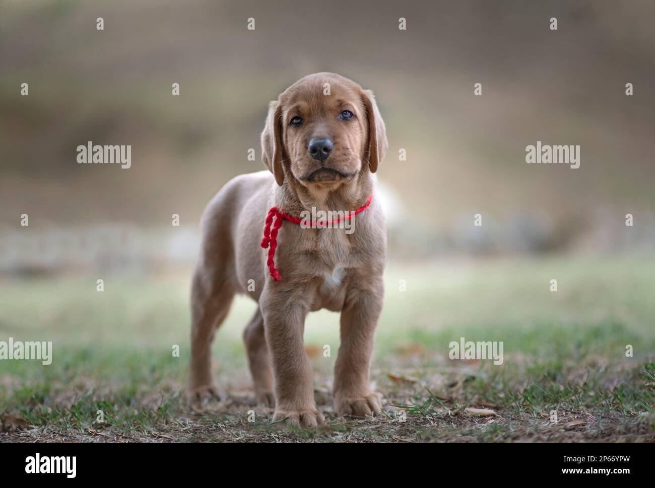 Broholmer dog breed puppy with hi-res stock photography and images - Alamy