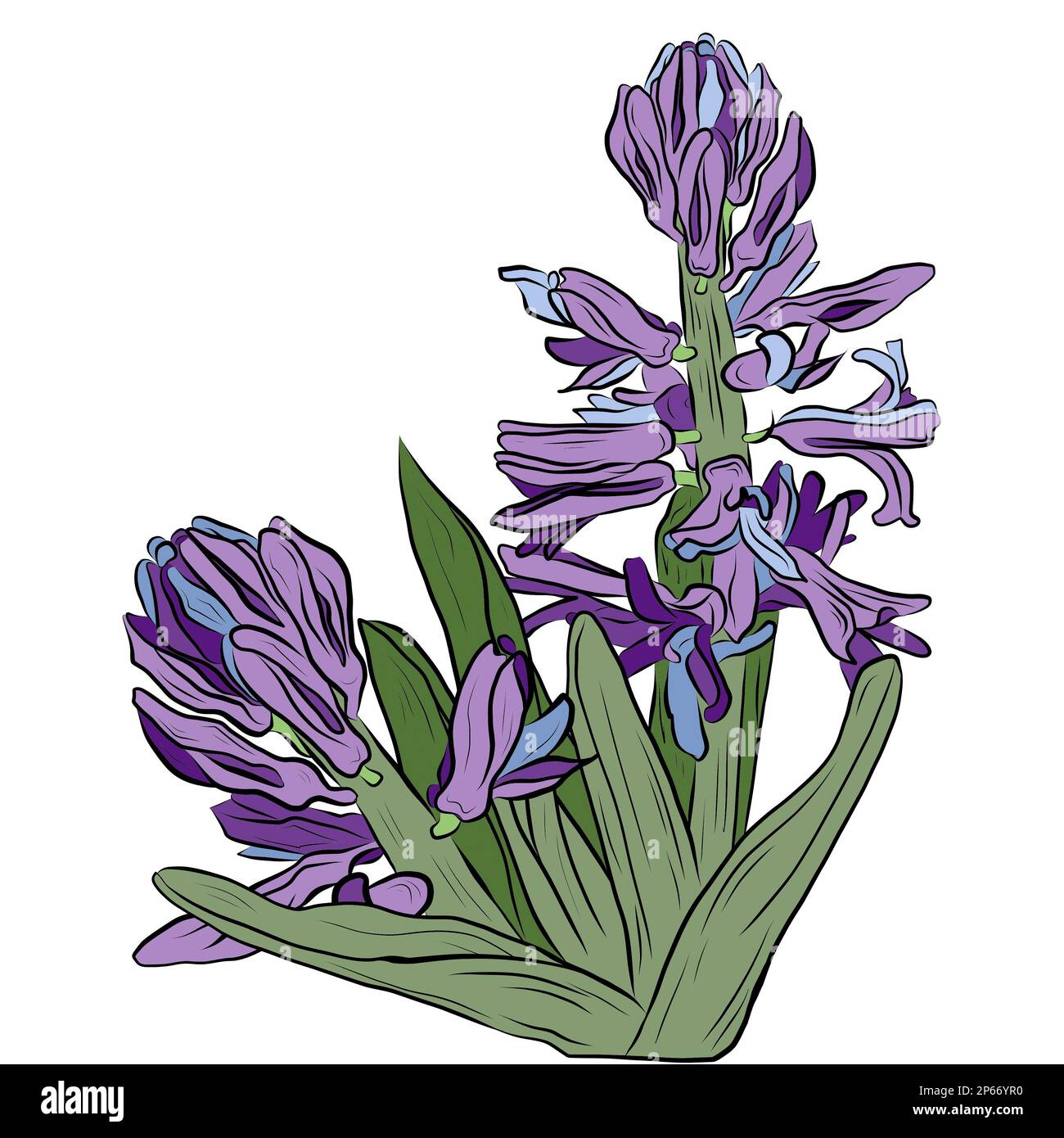 hyacinth line drawing for design Stock Photo - Alamy