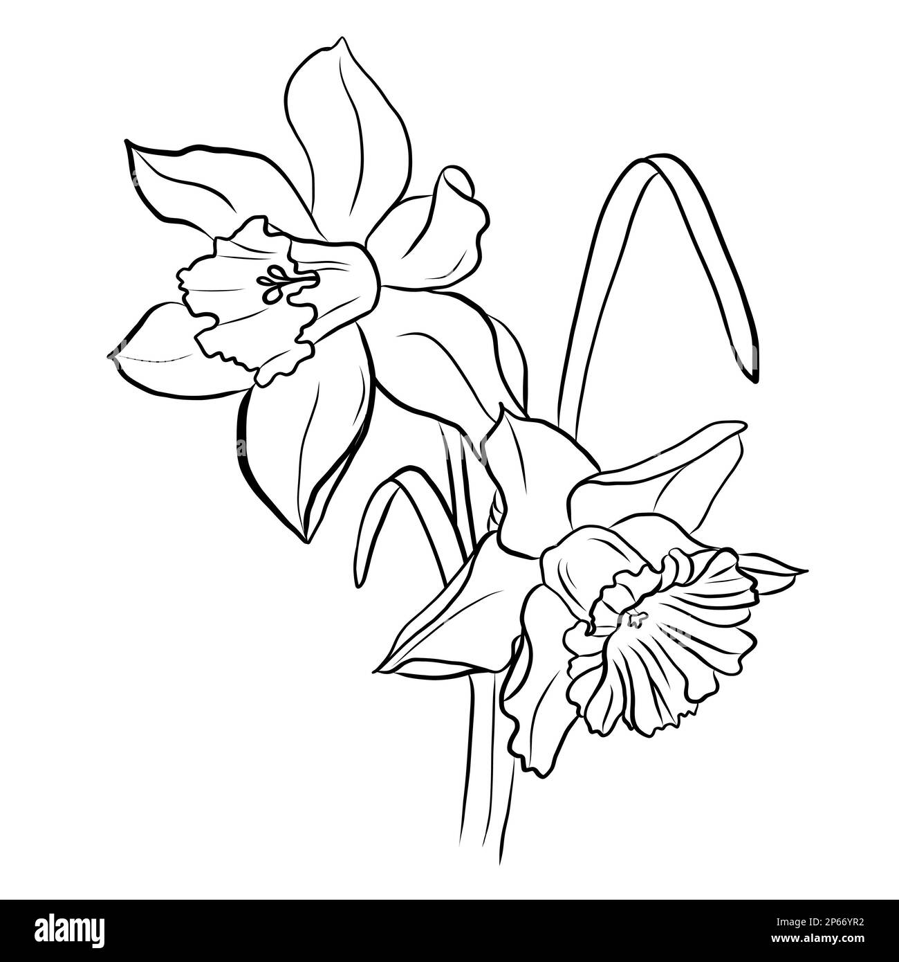 Daffodils in blossom Black and White Stock Photos & Images - Alamy