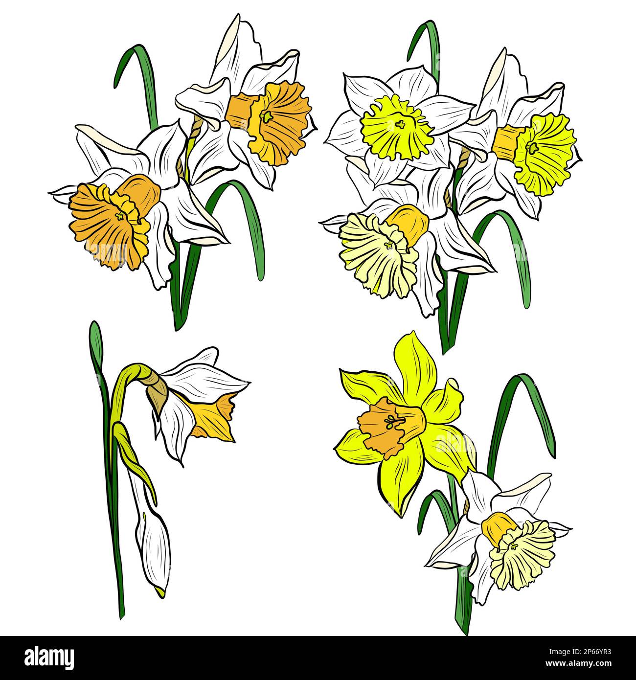 Bouquet Of Daffodils Drawing