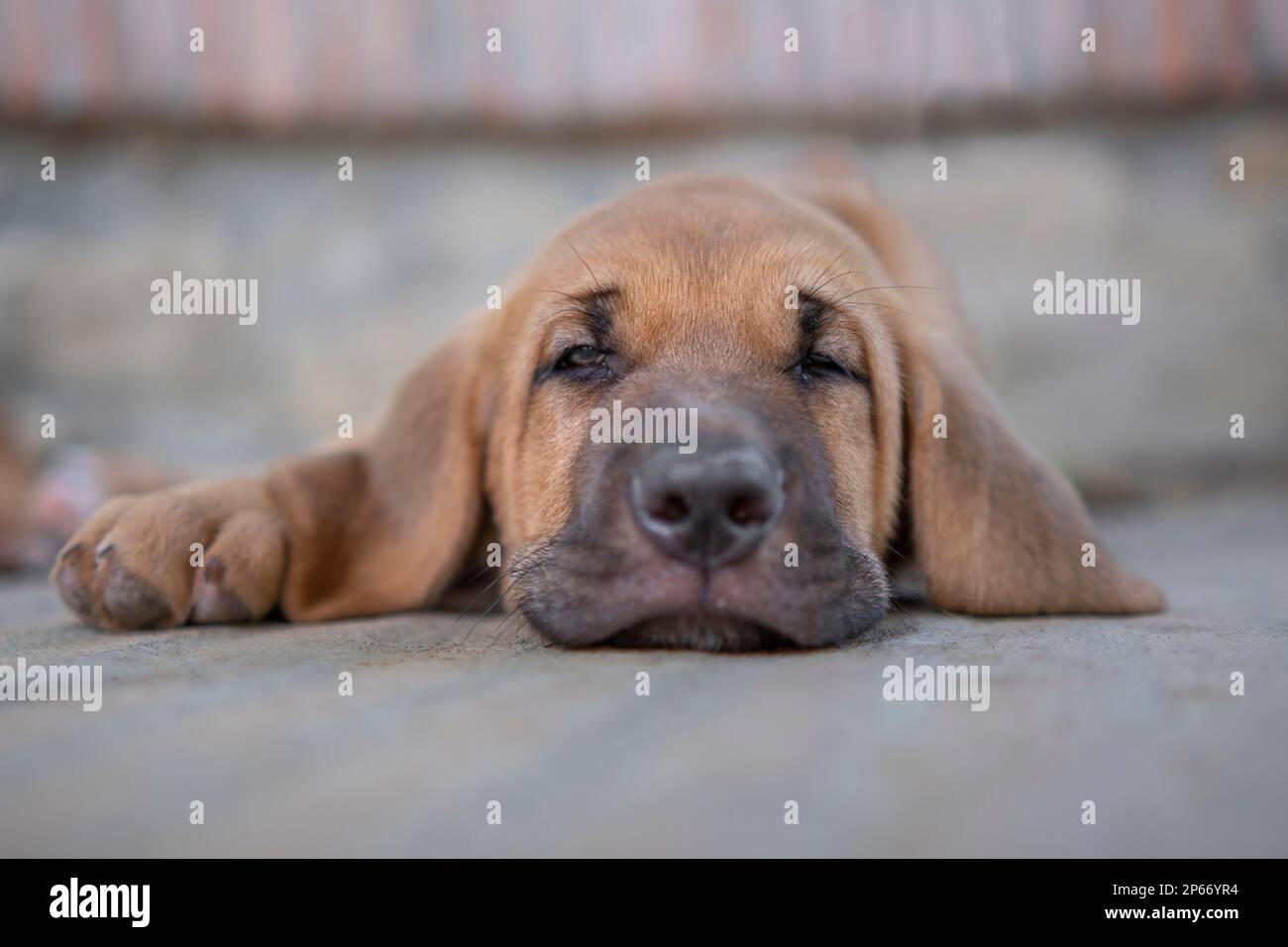 Sleepy Broholmer dog breed puppy laying on the ground, Italy, Europe ...