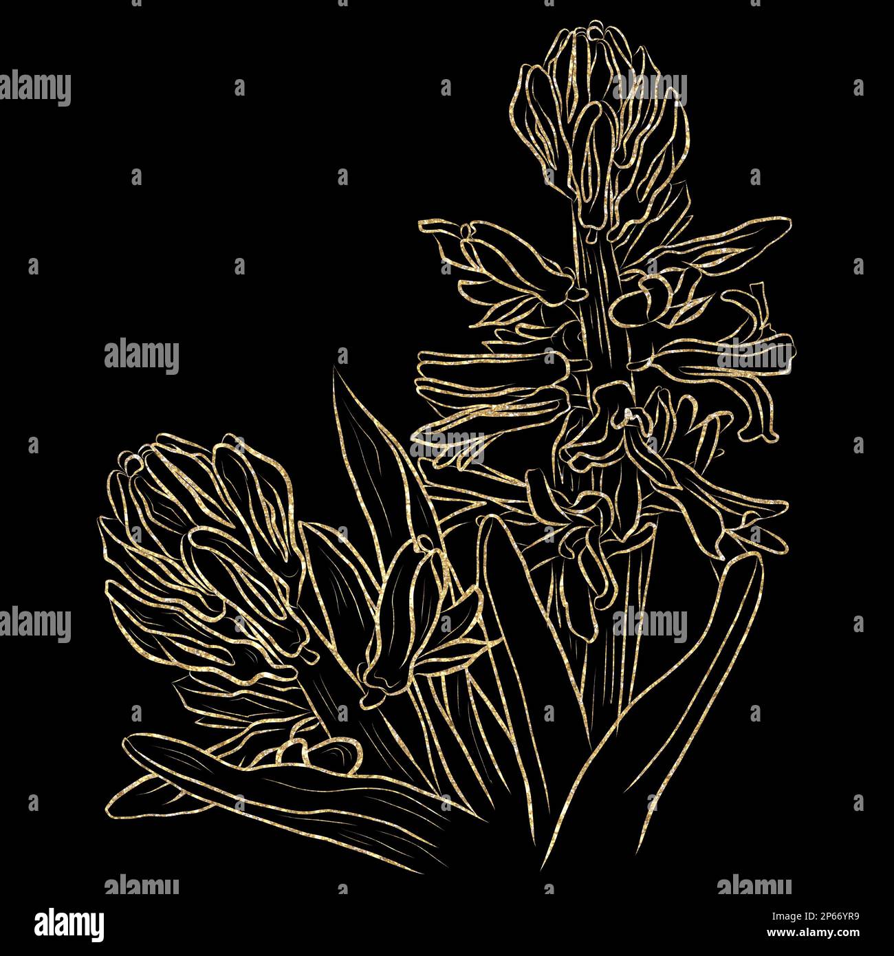 Hyacinth pattern golden line on black background Stock Photo - Alamy
