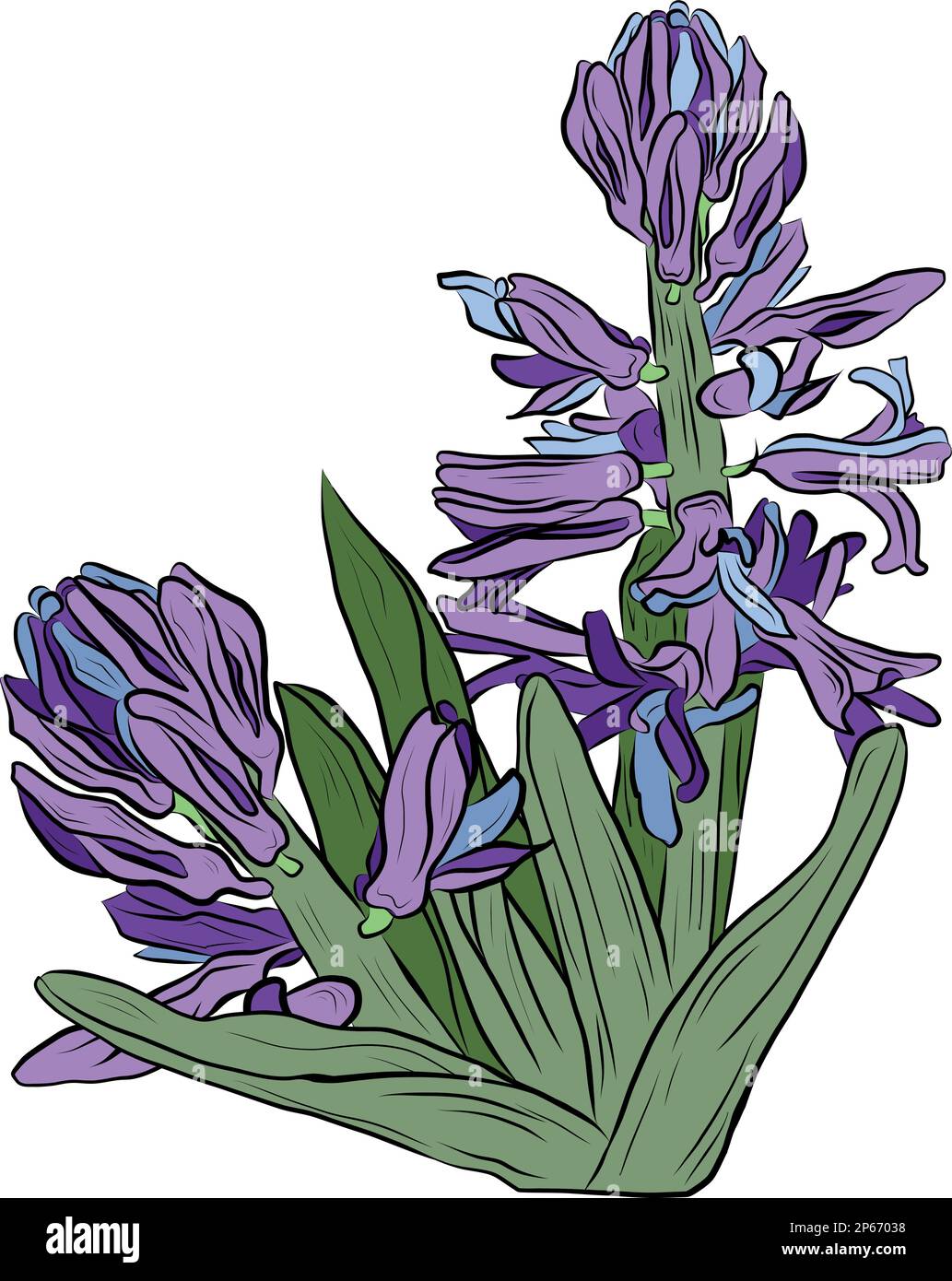 hyacinth line vector drawing for design Stock Vector Image & Art - Alamy