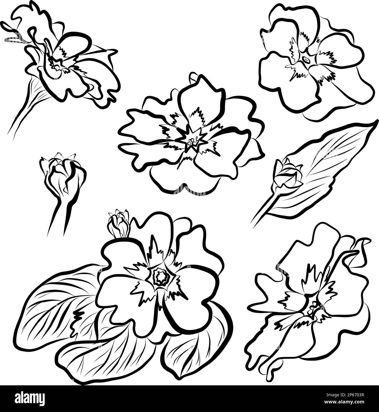 primrose vector flowers for a bouquet Stock Vector Image & Art - Alamy