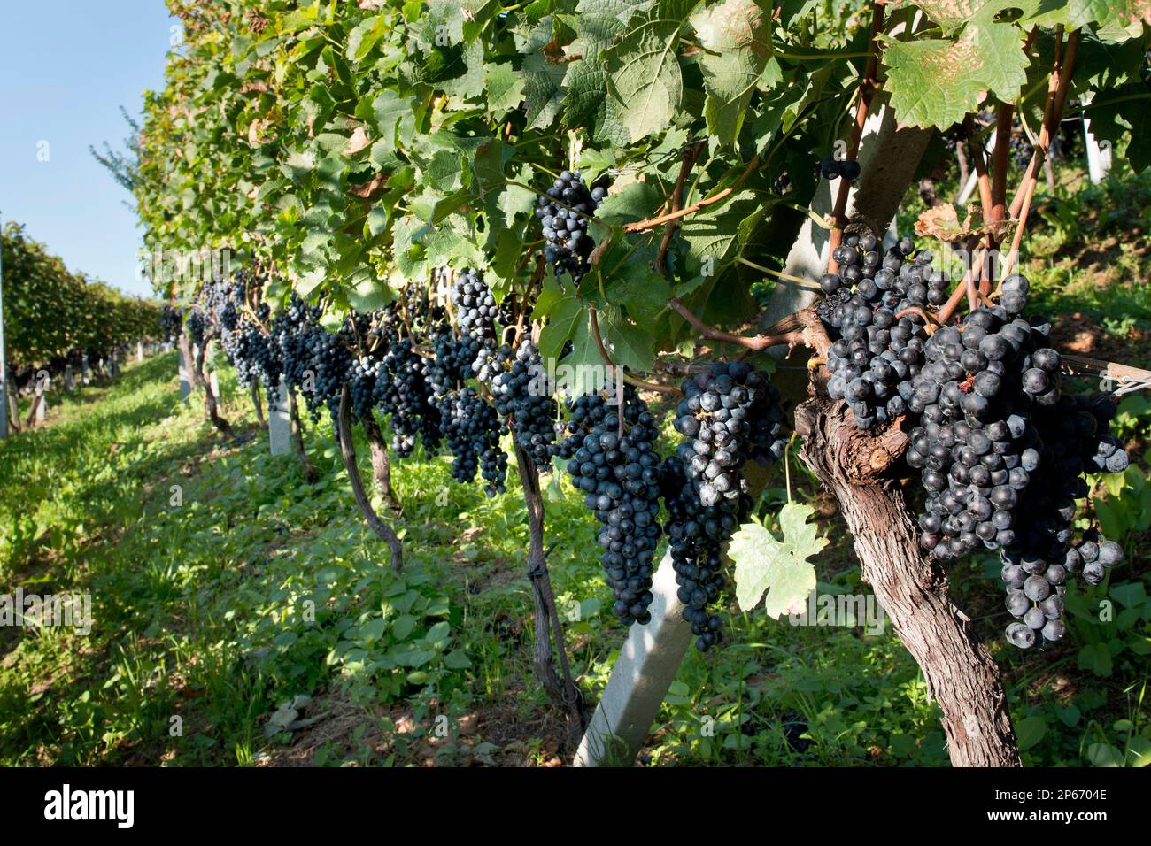 Switzerland, Canton Ticino, Tenero, vineyards Stock Photo - Alamy